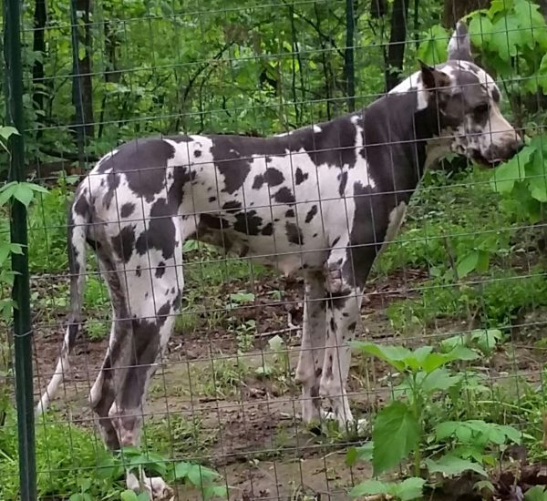 Dams – New Hope Danes