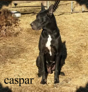 In Memory – New Hope Danes